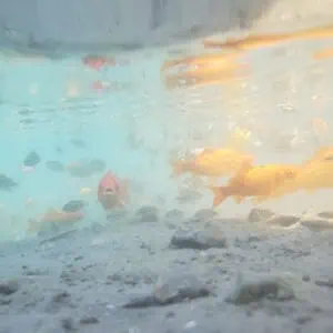 List of Fish Species in Alamo Lake (Updated) - Pond Informer