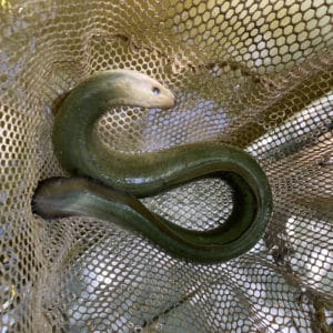 Freshwater Fish Species in Delaware (ID + Pics) - Pond Informer