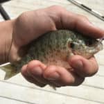 Freshwater Fish Species in Delaware (ID + Pics) - Pond Informer
