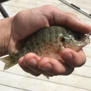 Freshwater Fish Species in Delaware (ID + Pics) - Pond Informer