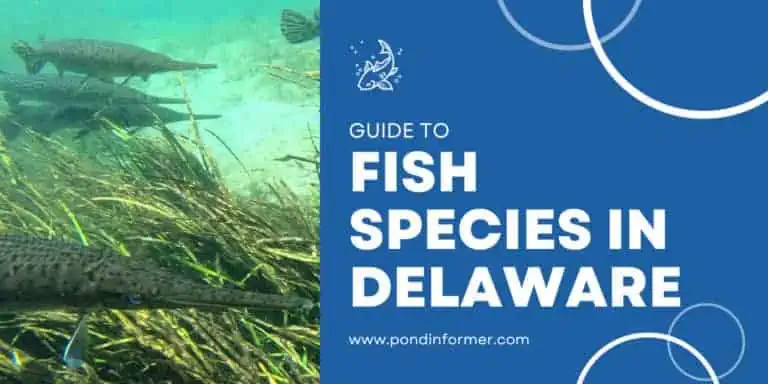 Freshwater Fish Species in Delaware 2023 (ID + Pics) - Pond Informer