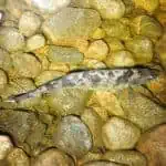 Freshwater Fish Species in Delaware (ID + Pics) - Pond Informer