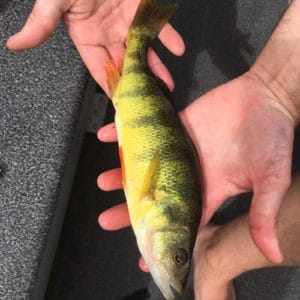 Freshwater Fish Species in Delaware (ID + Pics) - Pond Informer