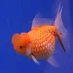 Can Fancy Goldfish Live in an Outdoor Pond? - Pond Informer