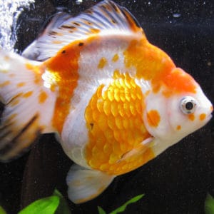 Can Fancy Goldfish Live in an Outdoor Pond? - Pond Informer