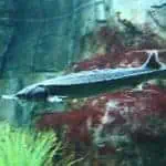 Freshwater Fish Species in Georgia 2023 (ID + Pics) - Pond Informer