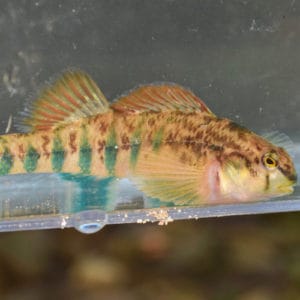 Freshwater Fish Species in Georgia 2023 (ID + Pics) - Pond Informer