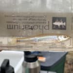 Freshwater Fish Species in Georgia 2023 (ID + Pics) - Pond Informer