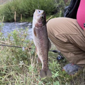 Freshwater Fish Species in Georgia 2023 (ID + Pics) - Pond Informer