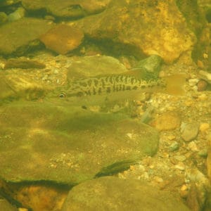 Freshwater Fish Species in Georgia 2023 (ID + Pics) - Pond Informer