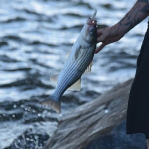 Freshwater Fish Species in Georgia 2023 (ID + Pics) - Pond Informer