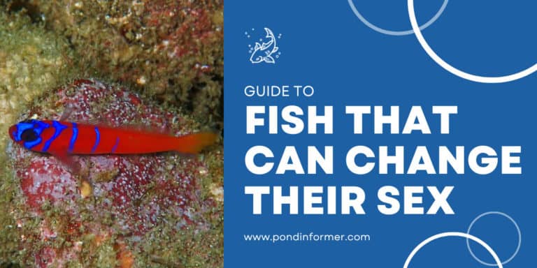 10 Fish That Can Change Their Sex [Surprising Facts] - Pond Informer