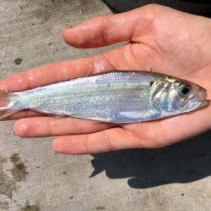 Freshwater Fish Species in Florida (ID + Pics) - Pond Informer