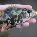 Freshwater Fish Species in Florida (ID + Pics) - Pond Informer