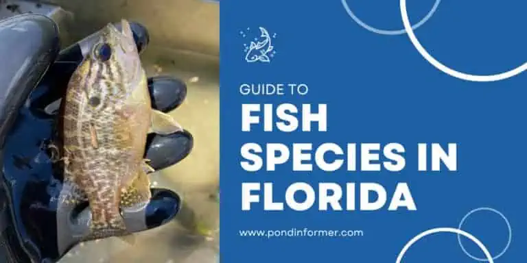 Freshwater Fish Species in Florida 2023 (ID + Pics) - Pond Informer