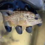 Freshwater Fish Species in Florida (ID + Pics) - Pond Informer