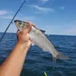 List of Fish Species in Kerr Lake 2023 [Updated] - Pond Informer