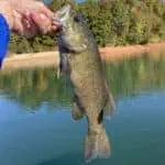 List of Fish Species in Kerr Lake 2023 [Updated] - Pond Informer
