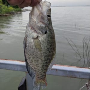 List of Fish Species in Kerr Lake 2023 [Updated] - Pond Informer