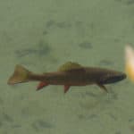 List of Fish Species in Lake Tahoe (Updated) - Pond Informer