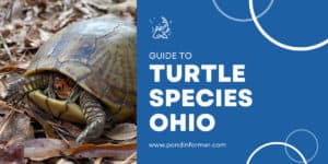 List of Turtle Species in Ohio 2023 (ID + Pics) - Pond Informer