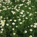 10 Plants That Repel Fungus Gnats (Plants Gnats Hate) - Pond Informer