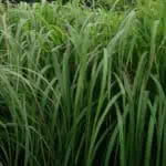 10 Plants That Repel Fungus Gnats (Plants Gnats Hate) - Pond Informer