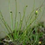 10 Plants That Repel Fungus Gnats (Plants Gnats Hate) - Pond Informer