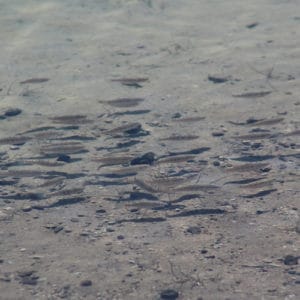 List of Fish Species in the Salton Sea (Updated) - Pond Informer