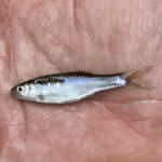 List of Fish Species in the Salton Sea (Updated) - Pond Informer