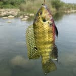 List of Fish Species in the Salton Sea (Updated) - Pond Informer