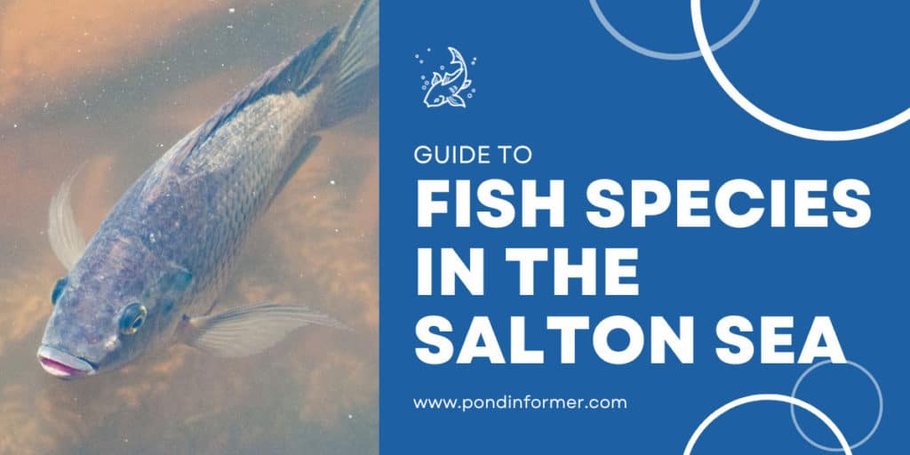 List of Fish Species in the Salton Sea 2023 [Updated] - Pond Informer