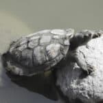 List of Turtle Species in Ohio 2023 (ID + Pics) - Pond Informer