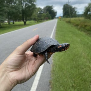 List of Turtle Species in Ohio 2023 (ID + Pics) - Pond Informer