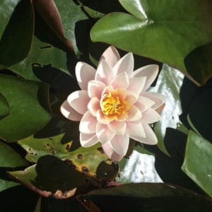 How to Plant & Grow Water Lilies (Nymphaea spp.) - Pond Informer