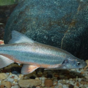 List of North American Chub Species 2023 [ID + Pictures] - Pond Informer