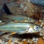 List of North American Chub Species 2023 [ID + Pictures] - Pond Informer