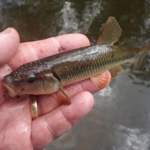 List of North American Chub Species 2023 [ID + Pictures] - Pond Informer
