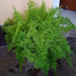 10 Best Ferns for Hanging Baskets (Top Picks) - Pond Informer