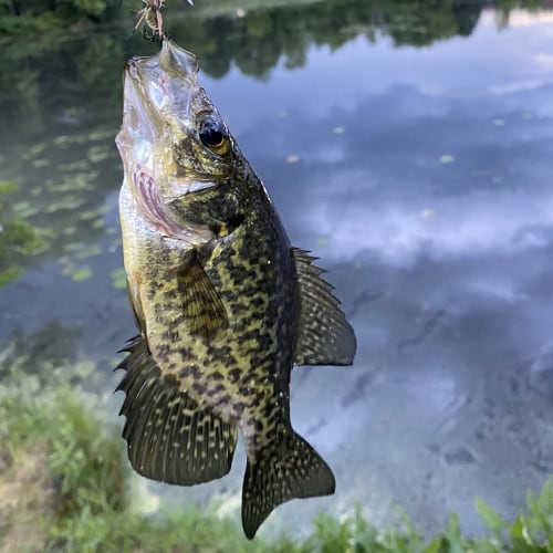 List of Fish Species in Lake Mohave (Updated) - Pond Informer