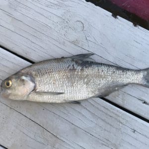 List of Fish Species in Oneida Lake (Updated) - Pond Informer