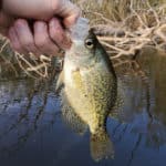 List of Fish Species in Oneida Lake 2023 [Updated] - Pond Informer
