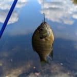 List of Fish Species in Oneida Lake 2023 [Updated] - Pond Informer