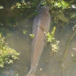 List of Fish Species in Oneida Lake 2023 [Updated] - Pond Informer