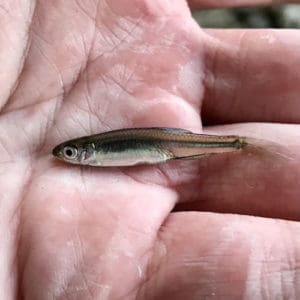 List of Fish Species in Oneida Lake (Updated) - Pond Informer