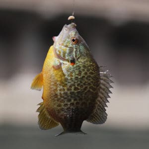 List of Fish Species in Oneida Lake (Updated) - Pond Informer