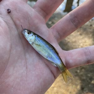 List of Fish Species in Oneida Lake (Updated) - Pond Informer