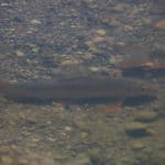 List of Fish Species in Oneida Lake 2023 [Updated] - Pond Informer