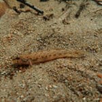 List of Fish Species in Oneida Lake 2023 [Updated] - Pond Informer