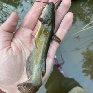 List of Fish Species in Oneida Lake (Updated) - Pond Informer